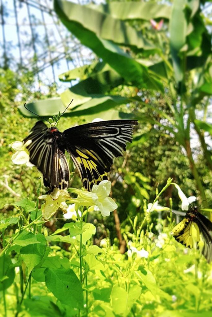 Bangkok Butterfly Garden and Insectarium - The Natural Classroom ...